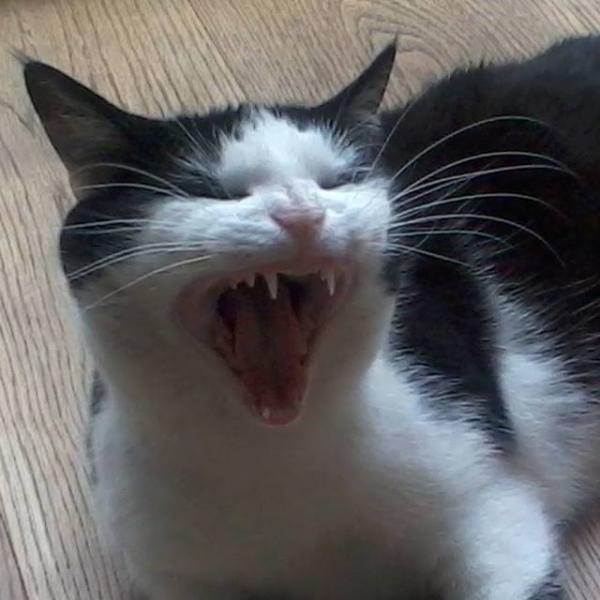Dierenartspraktijk Geesteren - Gebitsverzorging bij hond en kat
